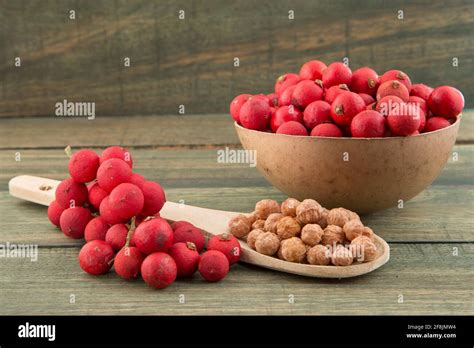 Corozo Tropical Fruit Bactris Guineensis The Can Píritu Güis