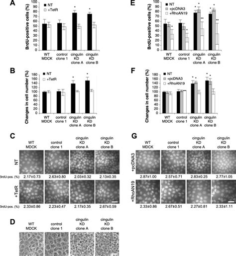 Cingulin Depletion Activates G 1 S Phase Transition And Increases Cell Download Scientific