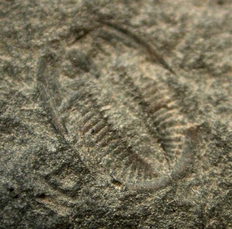 Rare Carboniferous Trilobite Gitarra Gitarriformis