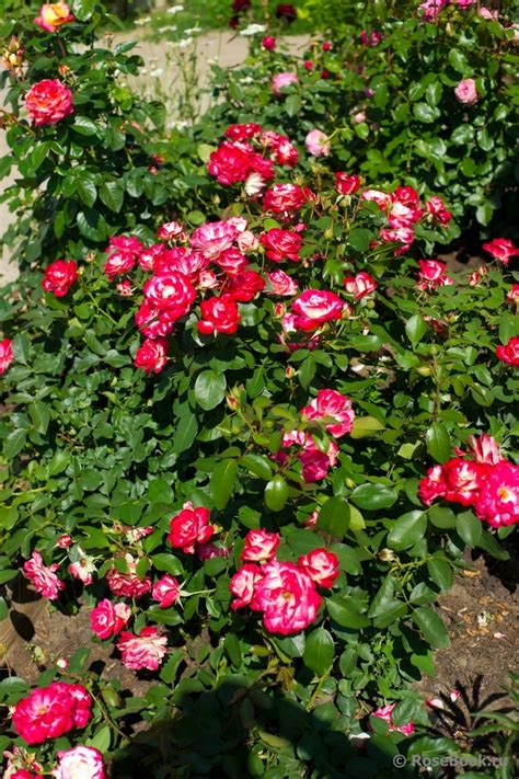 Галерея - Jubile du Prince de Monaco (MEIsponge, Jubile de Saint ...