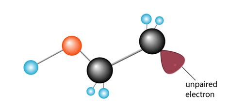 Polymers From DNA To Rubber Ducks Curious