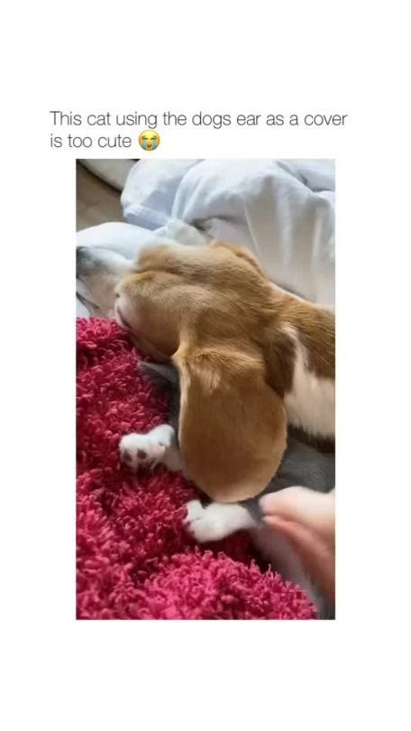 Listening To Each Others Dreams Tumbex