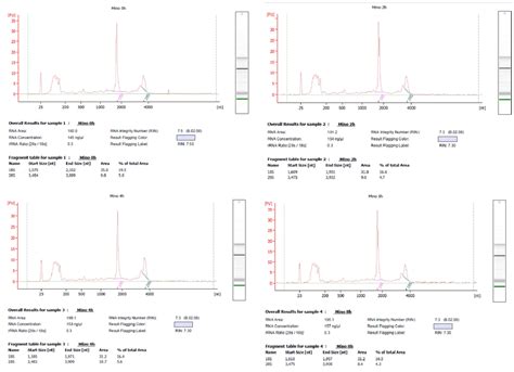 Why Is The 28s Peak Lower Than The 18s Peak In Total Rna Agilent 2001