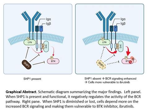 Y Lynn Wang Md Phd On Linkedin Ibrutinib Cancerresearch Lymphoma Cll Oncology