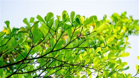 Terminalia Mantaly Also Called Ketapang Kencana Madagascar Almond
