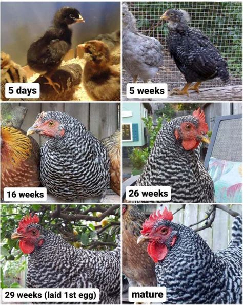 Male Or Female Chicks 5 Ways To Tell The Difference Backyard Chicken