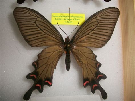 Very Rare Butterfly Species Byasa Daemonius Daemonius Female