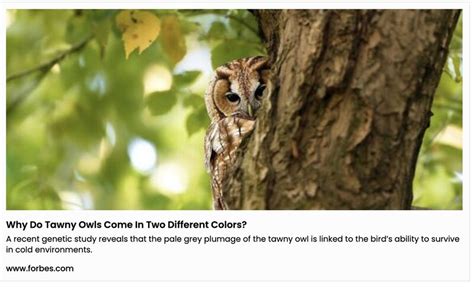 Grrl Scientist On Linkedin Owl Tawnyowl Birds Color Conservation