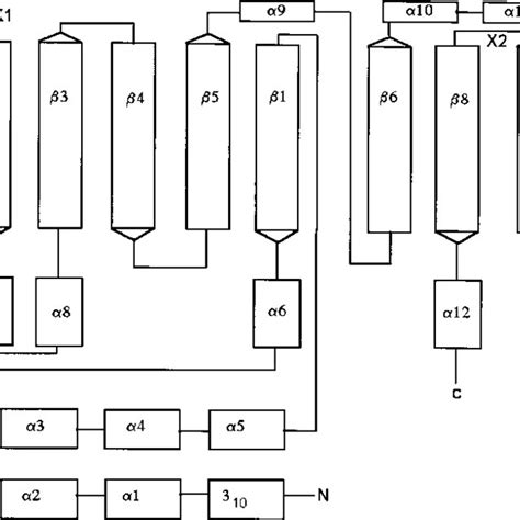 Chain Fold Of The Mi B Ck Monomer Schematic Representation Of