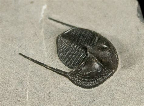 Perfectly Inflated Cryptolithus Trilobite Pennsylvania 5569 For