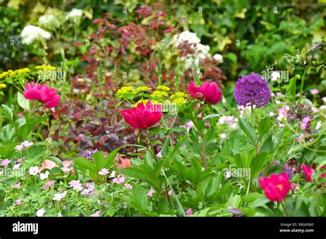Vivid Red Purple Flowers Of Common Peony Paeonia Officinalis Allium