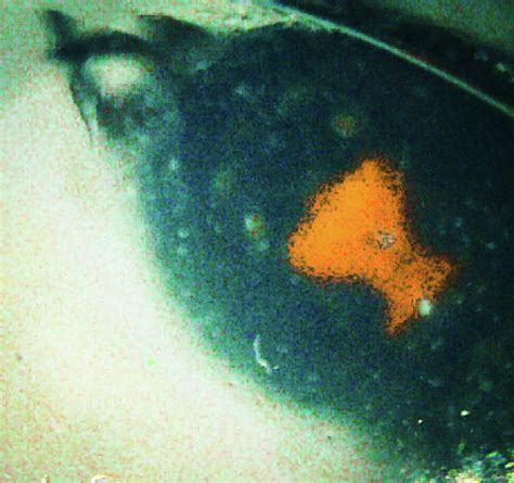 Black Widow Hourglass Photograph By Barbara Searcy Pixels