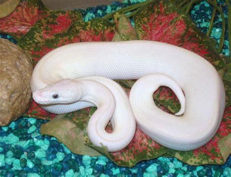 Blue Eyed Leucistic Ball Python Ball Python Animals Snake