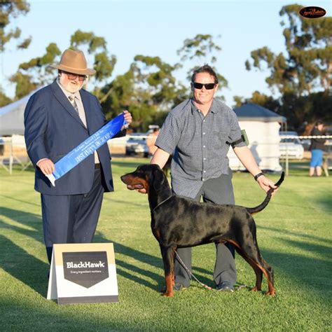 Dobregal Ramblin Man Dobermann Owned By Tanya And Bret Schubert