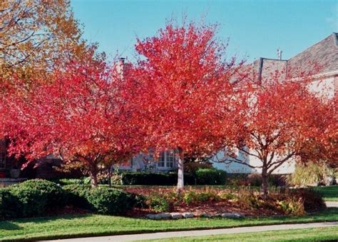 Prairie Fire Crabapple Fall Color