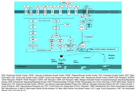 Potential Molecular Targets And Intracellular Signaling Pathways In Download Scientific Diagram
