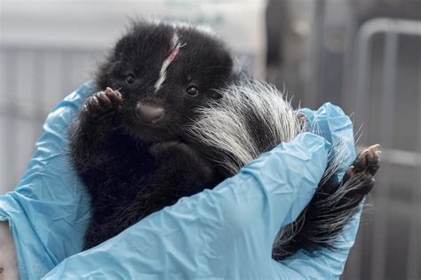Wildlife Neighbours Skunks Alberta Institute For Wildlife Conservation