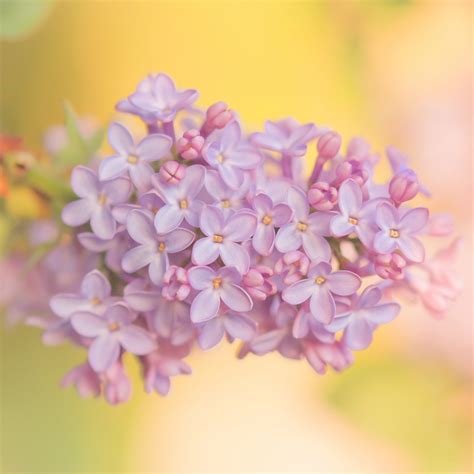 Питомник растений Владимира Овчинникова