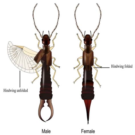 Earwig Anatomy At Warren Short Blog