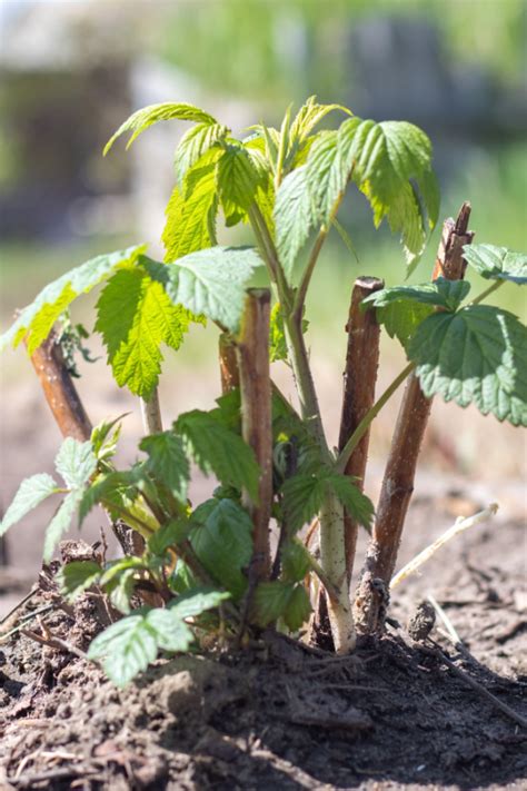 How To Prepare Blackberry And Raspberry Plants For Winter