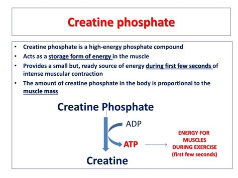 Ppt Creatine Metabolism Powerpoint Presentation Id 3741675