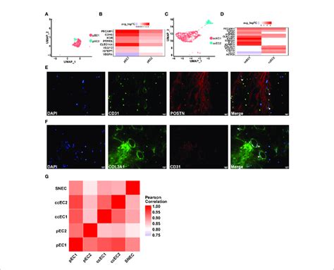 Scrna Seq Revealed Two Subpopulations Of Ecs In Prcc And Ccrcc A D