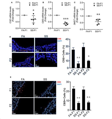 gestational ss suppresses h2s biogenesis enzymes cse cbs and 3mst