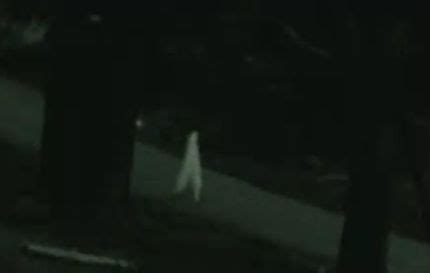 Phantoms And Monsters Real Cryptid Encounter Reports Fortean Researcher Lon Strickler