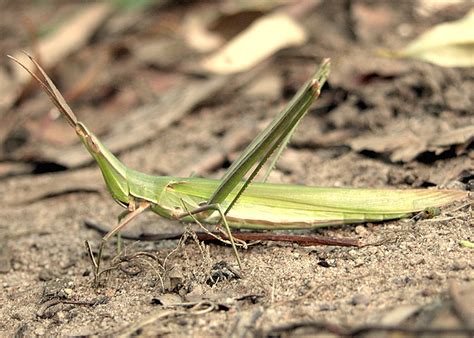 Green Grasshopper Identification
