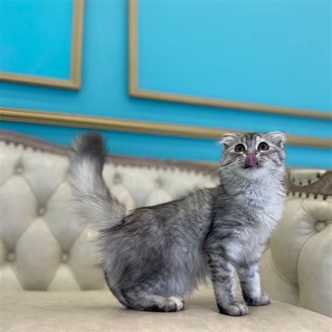 폴드 여아399000 말티푸성격 단모치와와분양 아기강아지 수원고양이무료분양 시바견분양가 아비시니안고양이 말티즈수명 부천강아지분양 강아지무료분양 고양이무료분양