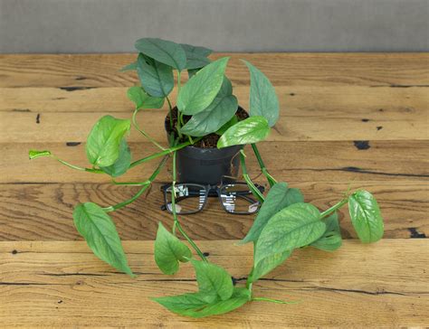 Два Ботаника - Комнатное растение Эпипремнум Блю Потос, арт. 21033-B