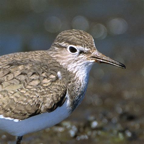 Sandpiper Bird Clip Art