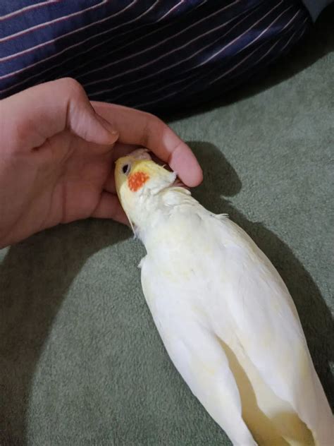 عروس هلندی لوتینو نر زعفرانی دستی کامل چشم شرابی در خرم‌آباد