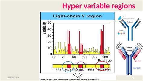 Lecture 10 Immunoglobulins Their Structure And Function Pptx