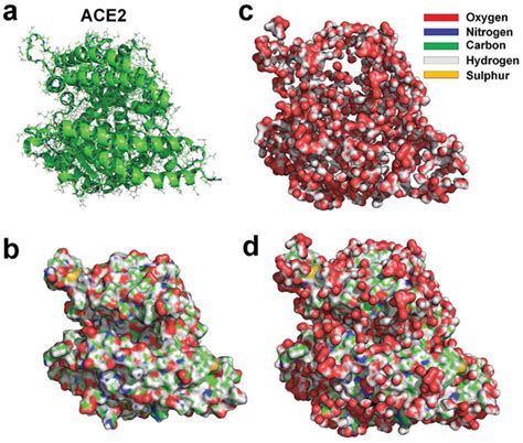 A Molecular Structure Of Ace2 ⁸ Pdbid 6lzg B Molecular Surface
