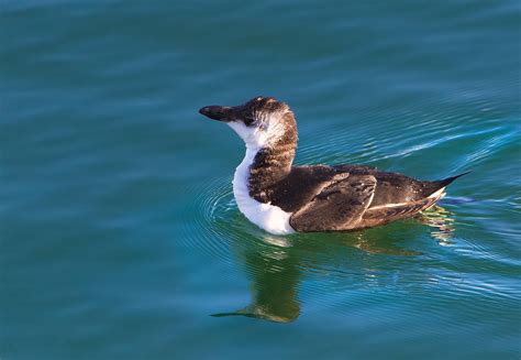 Auk Bird Birds Free Photo On Pixabay