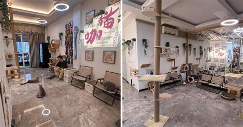 A K Zai Meow Cafe Cat Cafe With Lok Lok Buffet In Chinatown