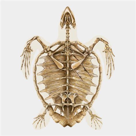 Sea Turtle Anatomy Skeletal System In 2022 Sea Turtle Turtle