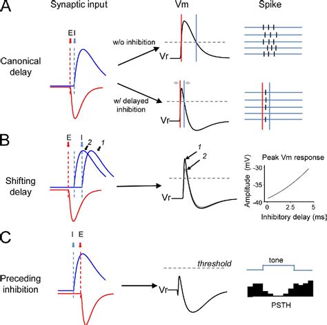 Figure 2 From Perspectives On Information And Coding In Mammalian