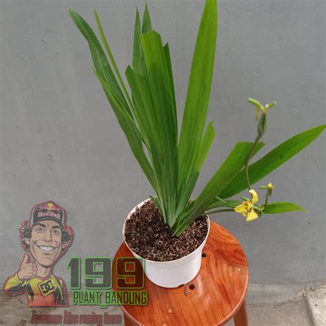 Tanaman Airis Bunga Kuning Iris Pseudacorus Lazada Indonesia