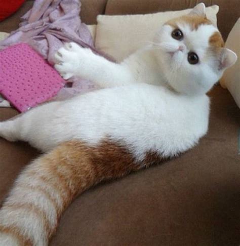 Кот Снупи - Звезда которая взорвала японский интернет: kot_de_azur ...