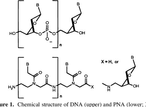 Figure 1 From Recognition Of Uncharged Polyamide Linked Nucleic Acid Analogs By Dna Polymerases