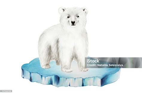 흰색 배경에 고립된 빙원에 수채화 북극백곰 손으로 그림 현실적인 북극과 남극 해양 포유류 디자이너 장식 엽서 포장지 스크랩북