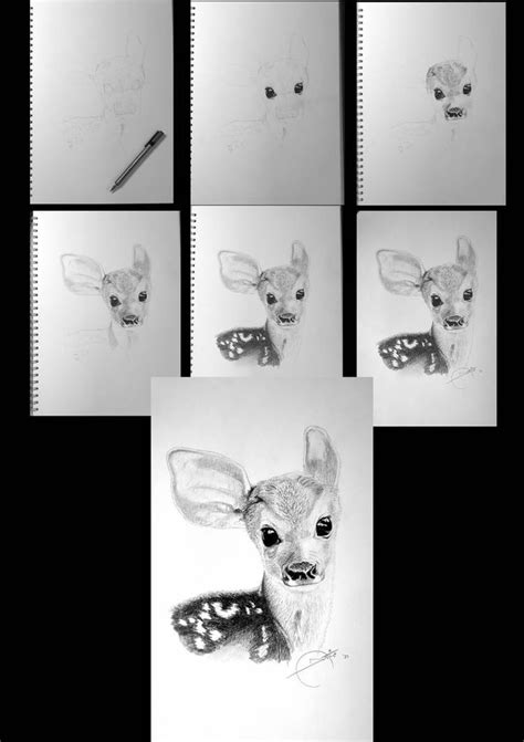 How To Draw A Fawn Step By Step