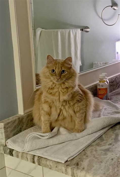 Why does he sit like that? : r/cats