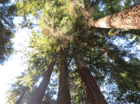 Port Moody Needs To Nearly Triple Tree Replanting To Maintain Canopy
