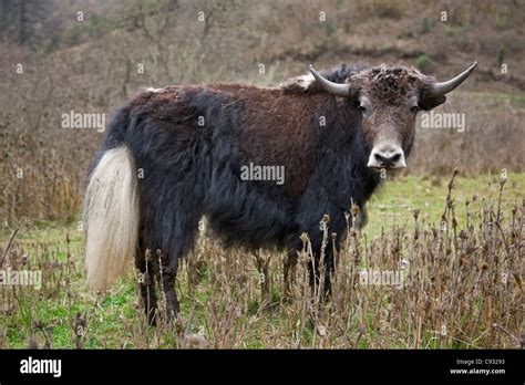 A Domesticated Yak In The Mountains Above The Phobjikha Valley Stock