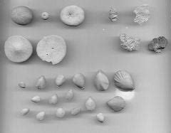 Limestone New World Encyclopedia