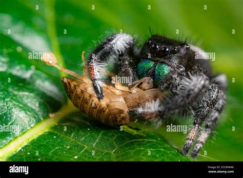 Jumping Spider Jumping On Prey