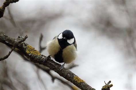 30000 Foto Toket Besar And Alam Gratis Pixabay